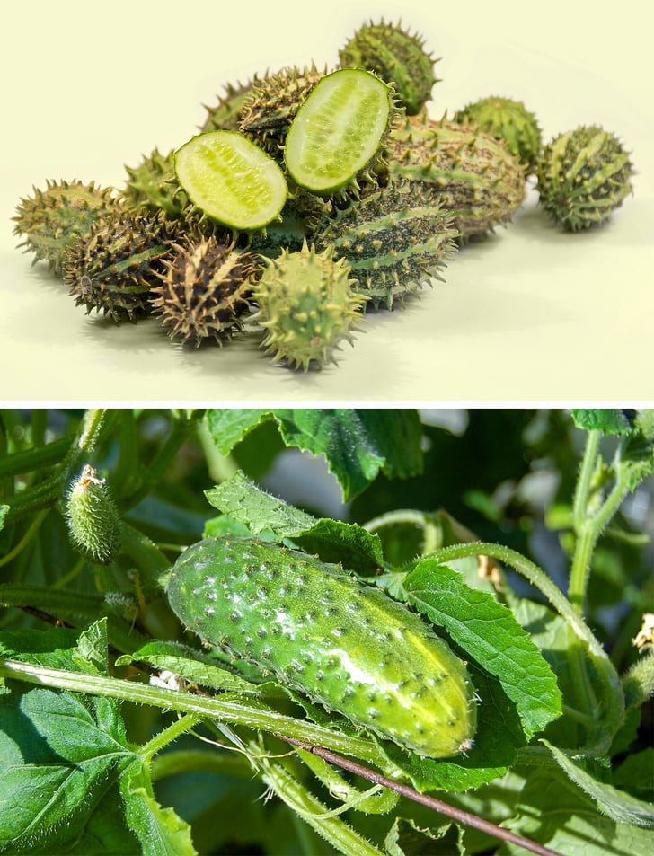 7 Best Examples Of Vegetables In The Ancient Time And Their Evolution ...